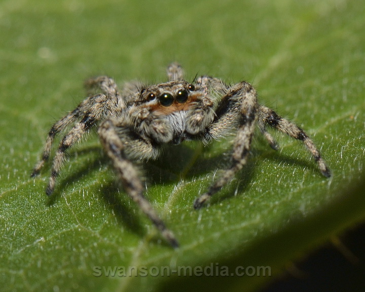 Images by Swanson Media: Jumping Spiders (Salticidae) | 96 of 129 | Tan ...