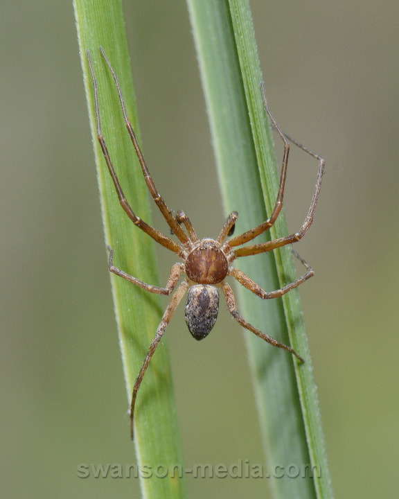 Running Crab Spider