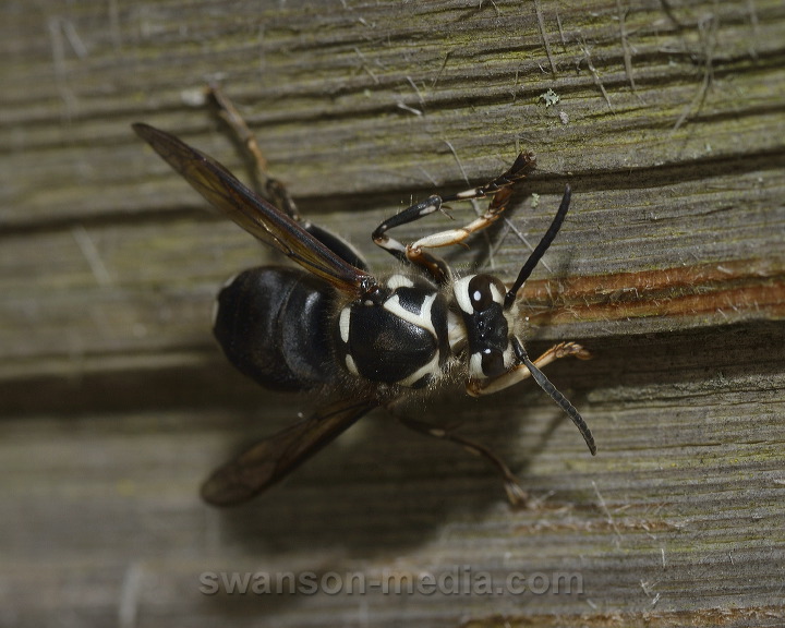 Images by Swanson Media: Vespid Hornets and Wasps (Vespidae) | 2 of 54 ...
