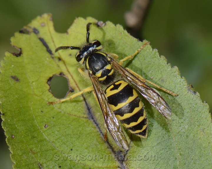 Images by Swanson Media: Vespid Hornets and Wasps (Vespidae) | 14 of 54 ...
