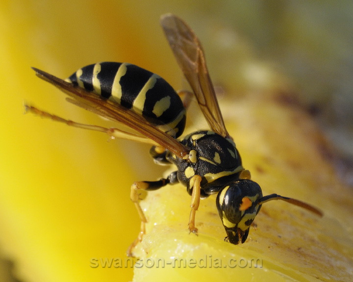 Images by Swanson Media: Vespid Hornets and Wasps (Vespidae) | 27 of 54 ...