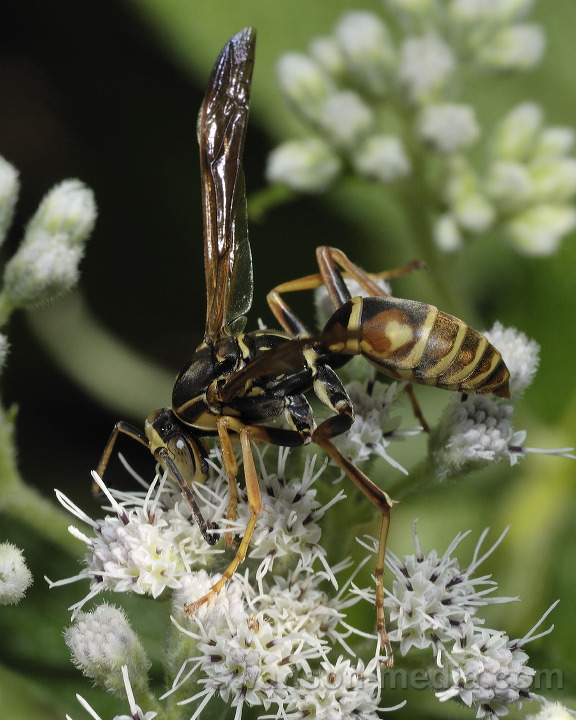 Images by Swanson Media: Vespid Hornets and Wasps (Vespidae) | 35 of 54 ...