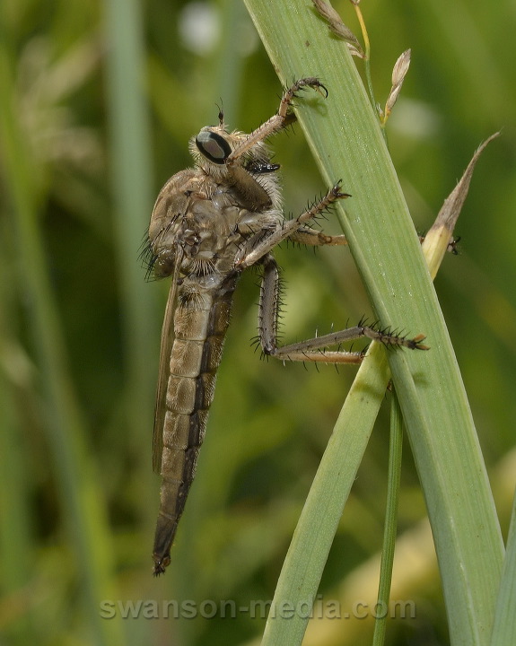 Images by Swanson Media: Robber Flies (Asilidae) | 23 of 103 | Giant ...