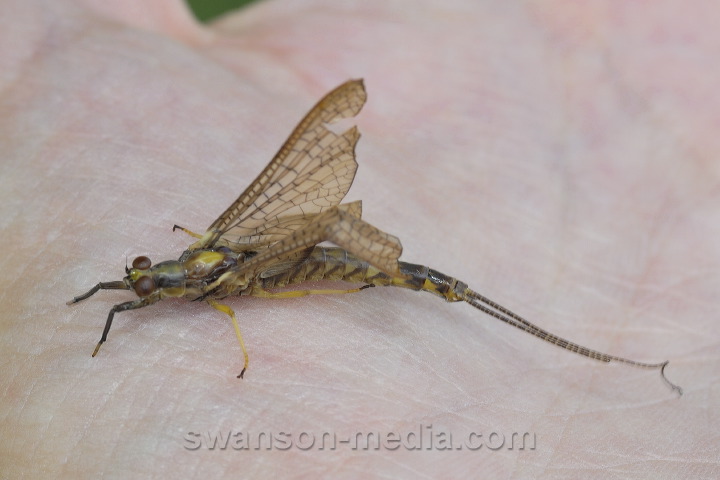 Images by Swanson Media: Mayflies (Ephemeroptera) | 1 of 19 | Burrowing ...