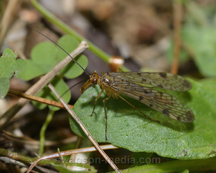 Images by Swanson Media: Scorpionflies, Hangingflies & Kin (Mecoptera ...