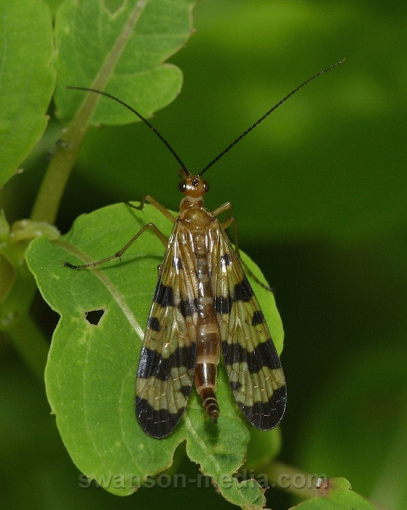 Images by Swanson Media: Scorpionflies, Hangingflies & Kin (Mecoptera ...