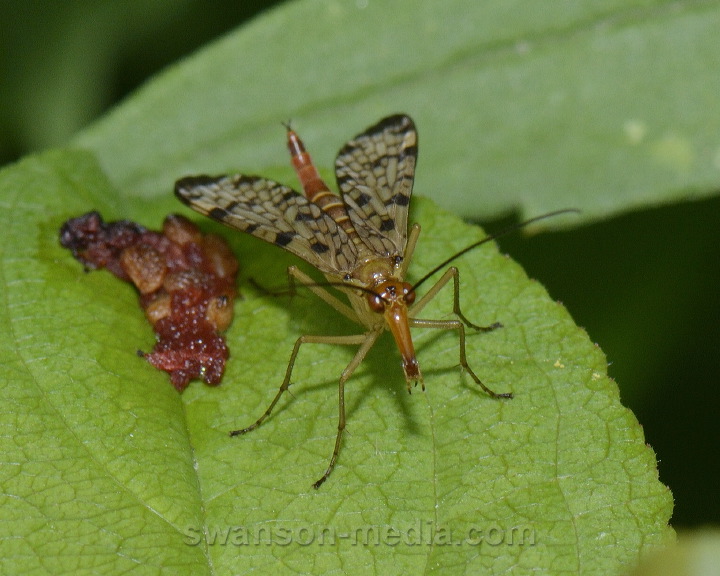 Images by Swanson Media: Scorpionflies, Hangingflies & Kin (Mecoptera ...