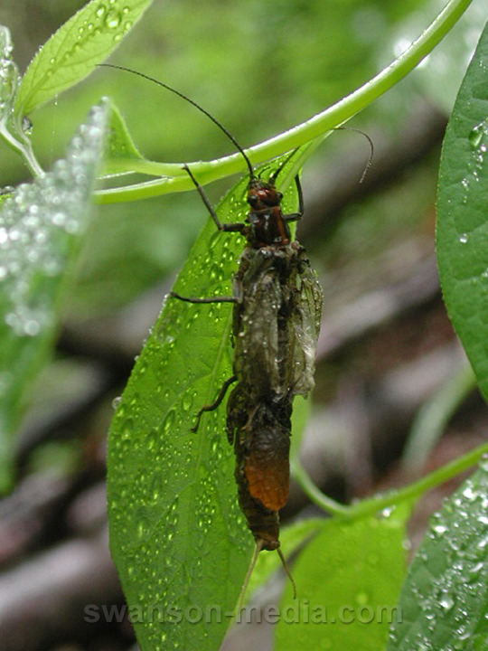 Images by Swanson Media: Stoneflies (Plecoptera) | 10 of 64 | Giant ...