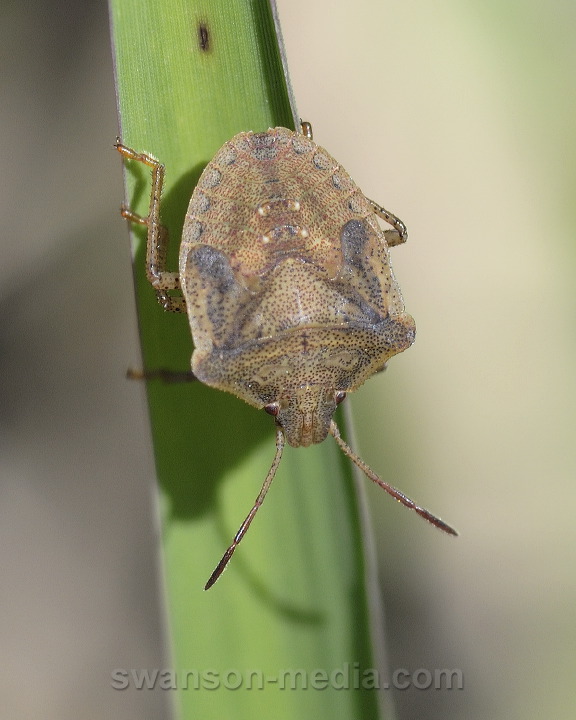 Images by Swanson Media: Stink Bugs (Pentatomidae) | 52 of 52 | Stink ...