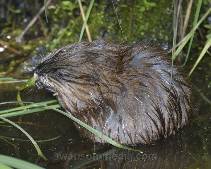 Images by Swanson Media: Rodents (Order Rodentia) | 8 of 69 | Common ...