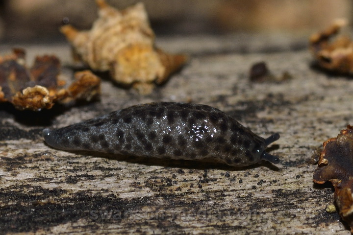 Images by Swanson Media: Mollusks | 51 of 58 | Mantleslug on a Log